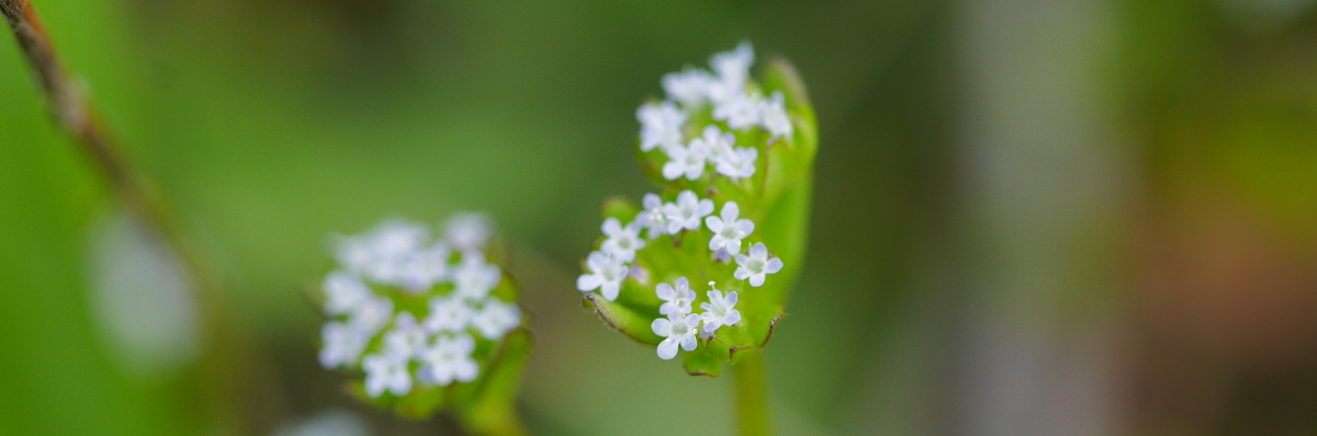 The Colors of Memory and Wisdom | Notes, Articles and Books by Kevin R ...